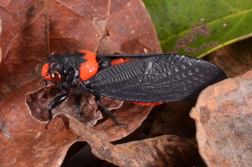 Black and scarlet cicada from Ninh Hải, Ninh Thuận, Vietnam on March 1 ...