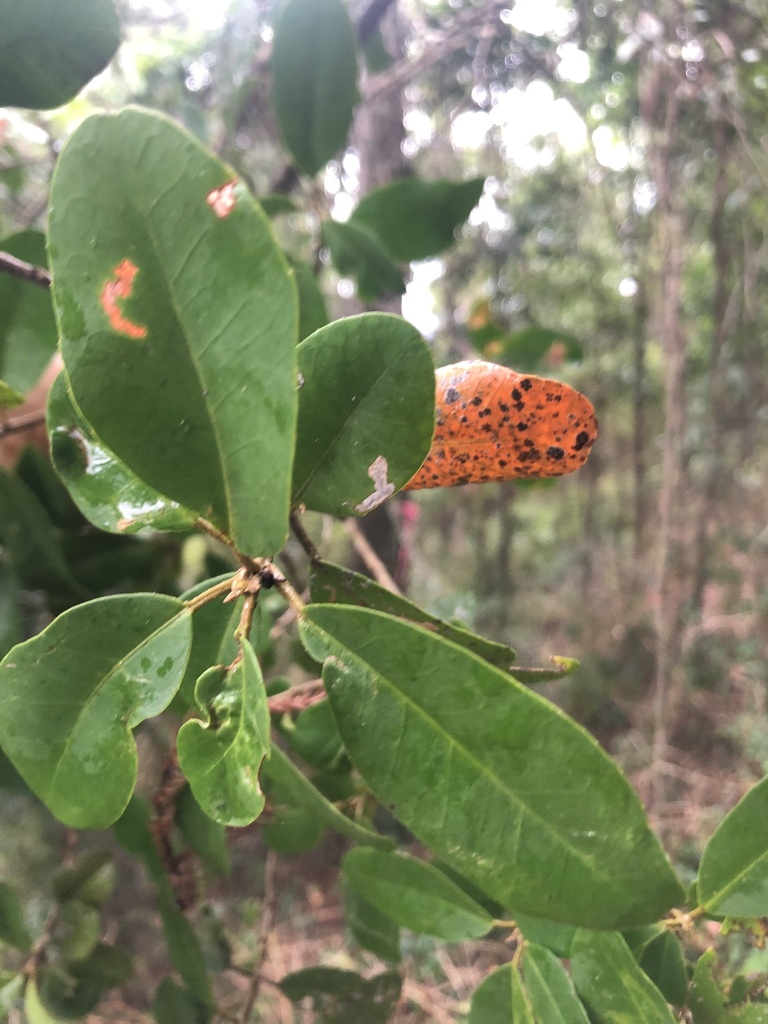Large Green leaved Cascarilla from Kittani St, Brookfield, QLD, AU on ...