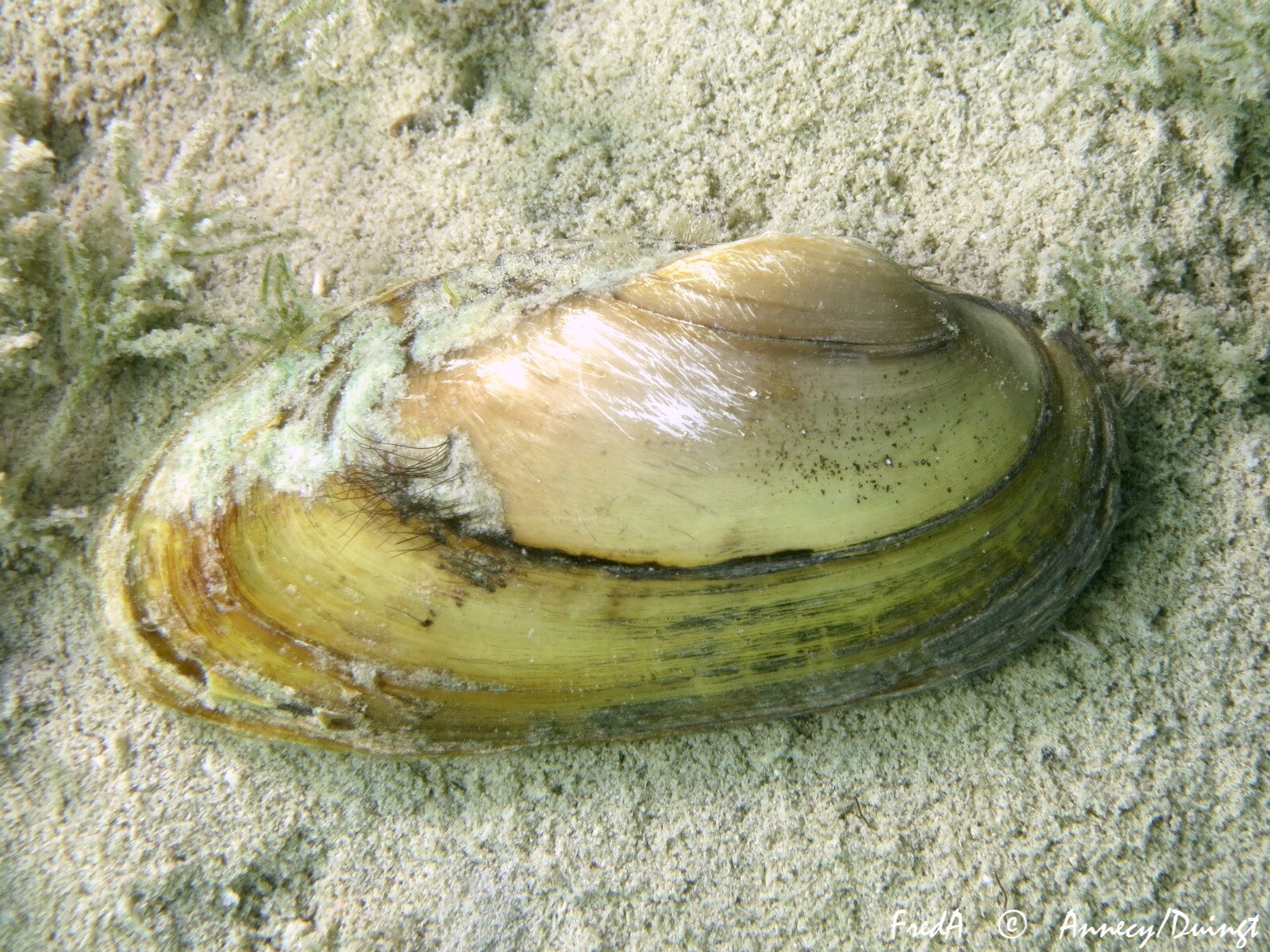 Unio mancus Lamarck, 1819