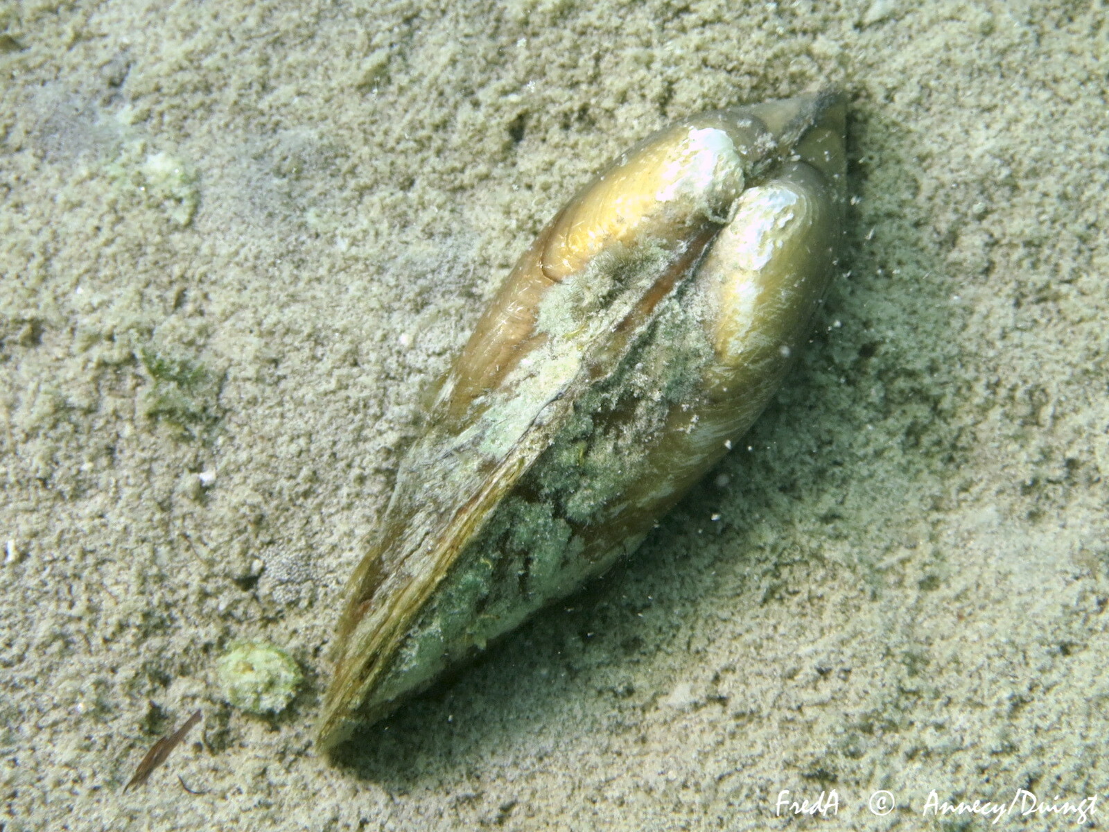 Unio mancus Lamarck, 1819