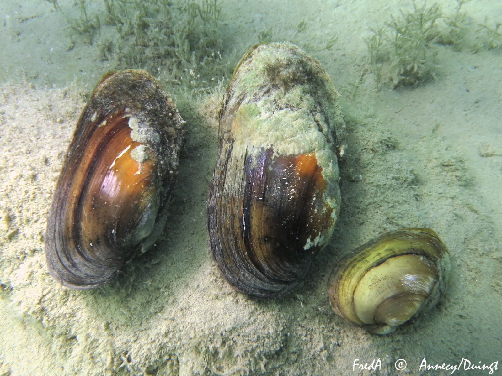 Unio mancus Lamarck, 1819