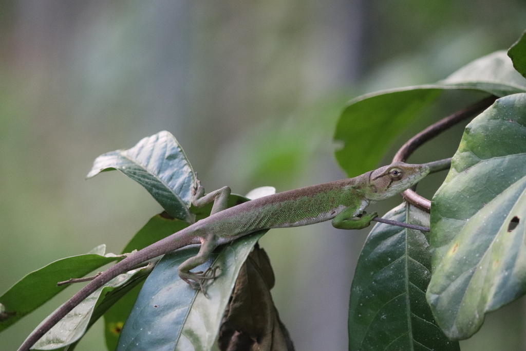 Common Monkey Lizard from Matoury 97351, Guyane française on February ...