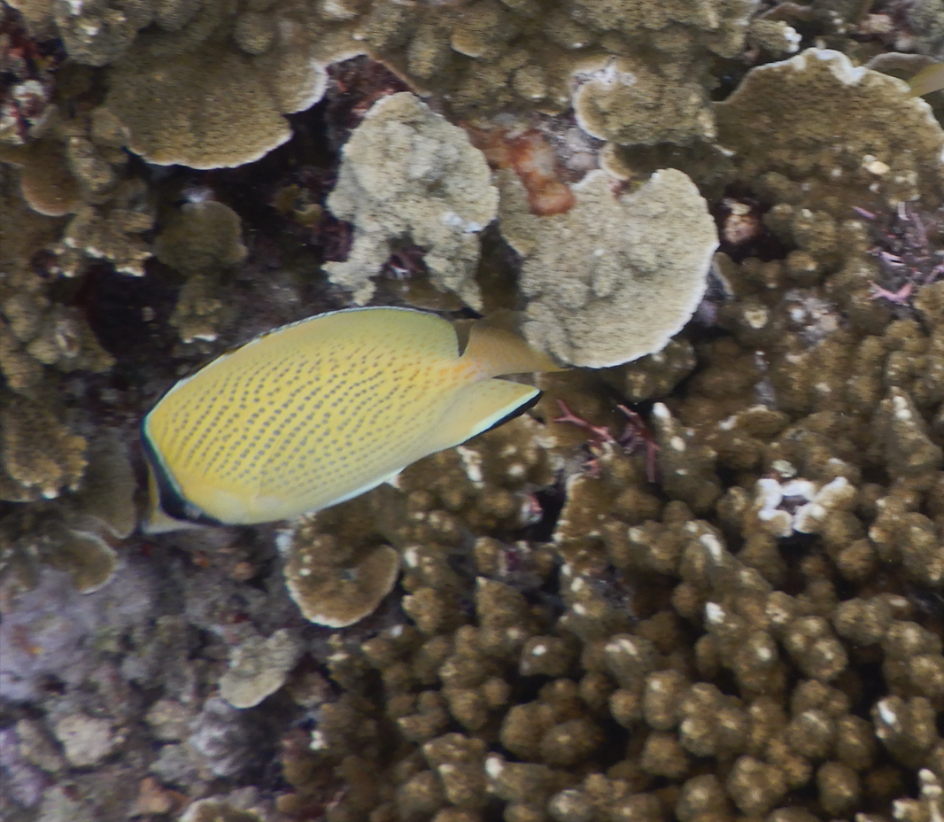 Chaetodon citrinellus Cuvier, 1831