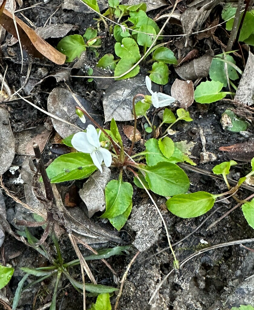 primrose-leaved violet from St. Hwy 158 at Chickasaw Creek, Mobile Co ...