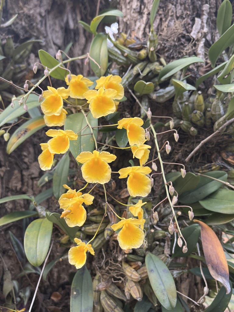 Dendrobium lindleyi from Chom Thong, TH-CM, TH on March 01, 2023 at 05: ...