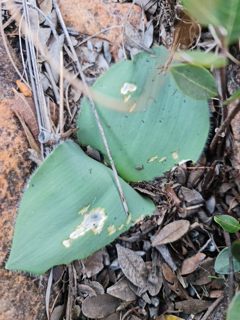Haemanthus humilis humilis from Merafong City Local Municipality, South ...