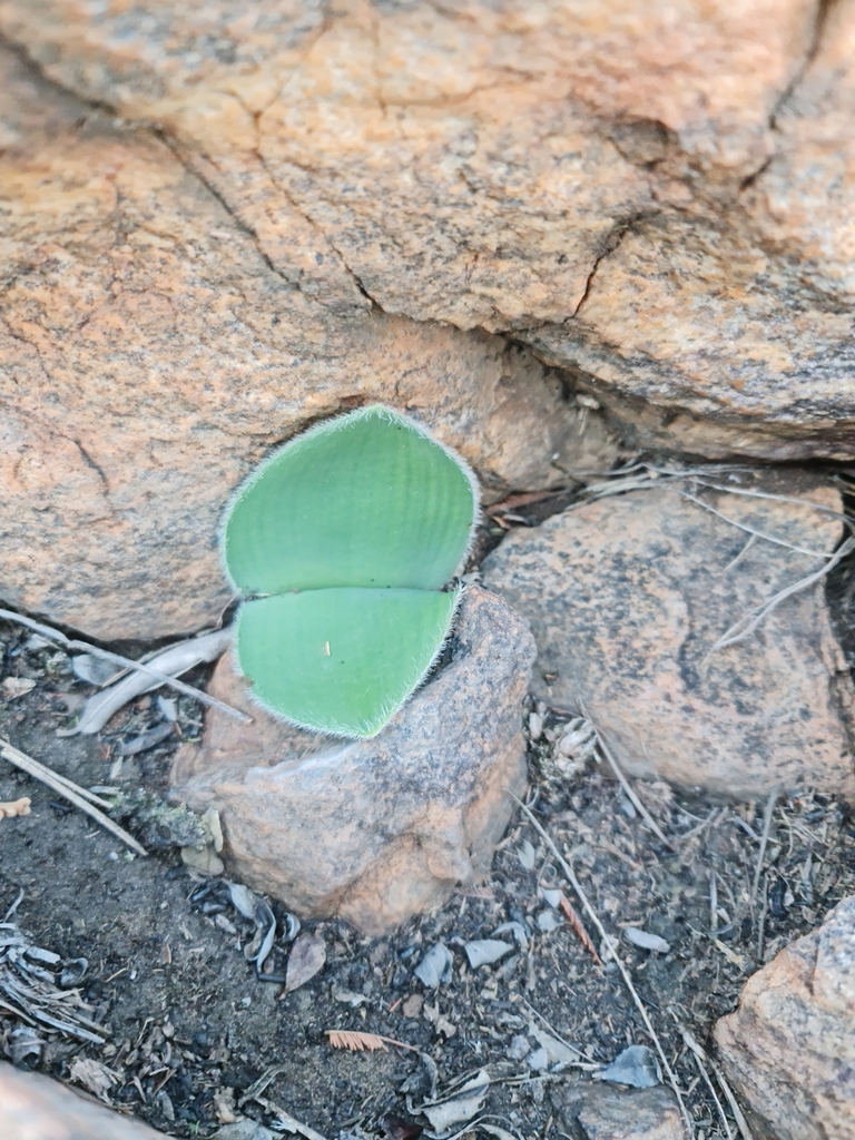 Haemanthus humilis humilis from Merafong City Local Municipality, South ...
