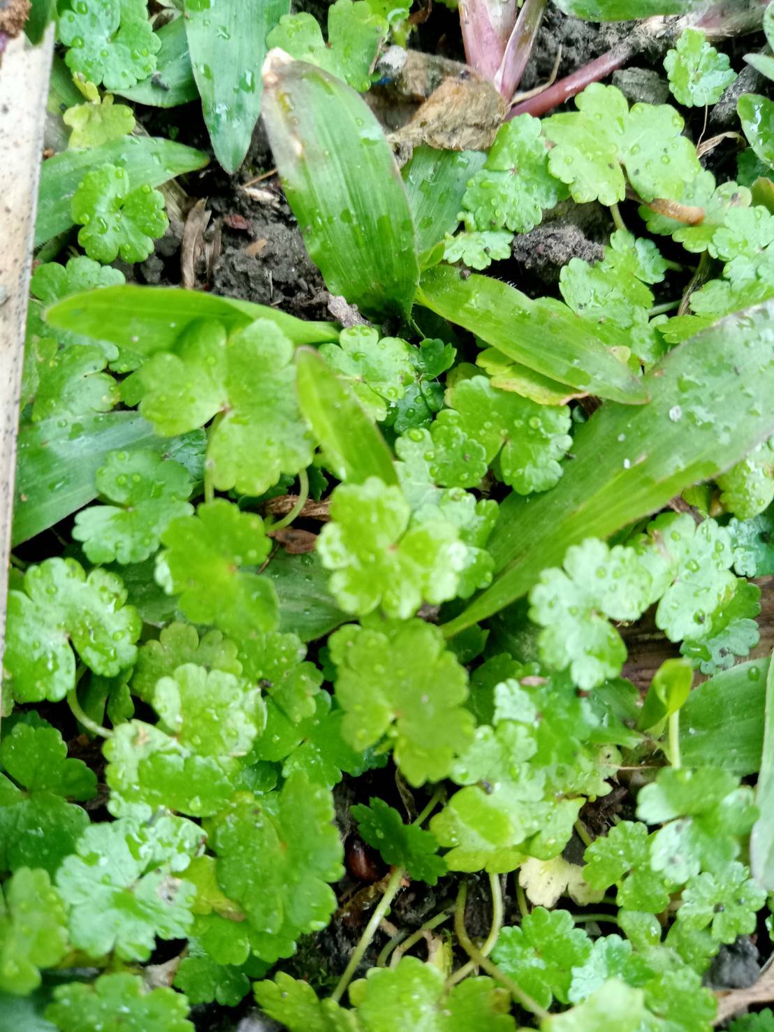 Hydrocotyle sibthorpioides Lam.