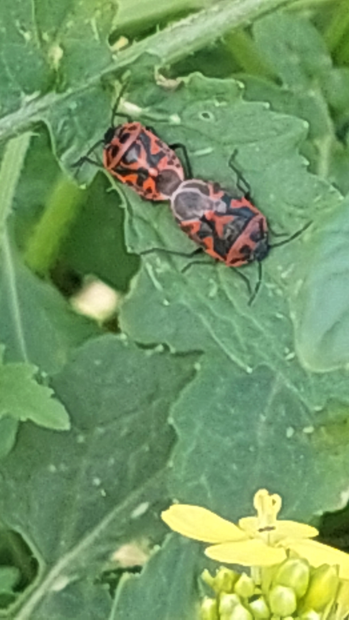 Eurydema ornata (Linnaeus, 1758)