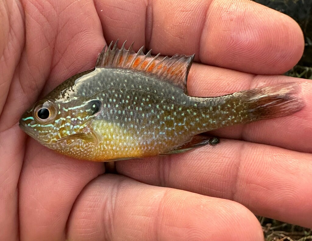 Dollar Sunfish from Chickasaw Creek (adjacent pond), St. Hwy 158, Mobile Co., AL, USA on ...