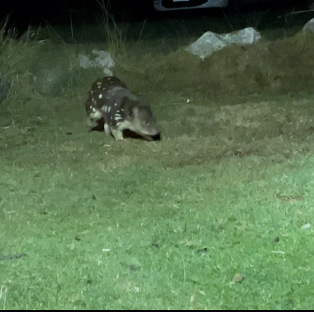 Spotted-tailed Quoll in March 2023 by Jason Graham · iNaturalist