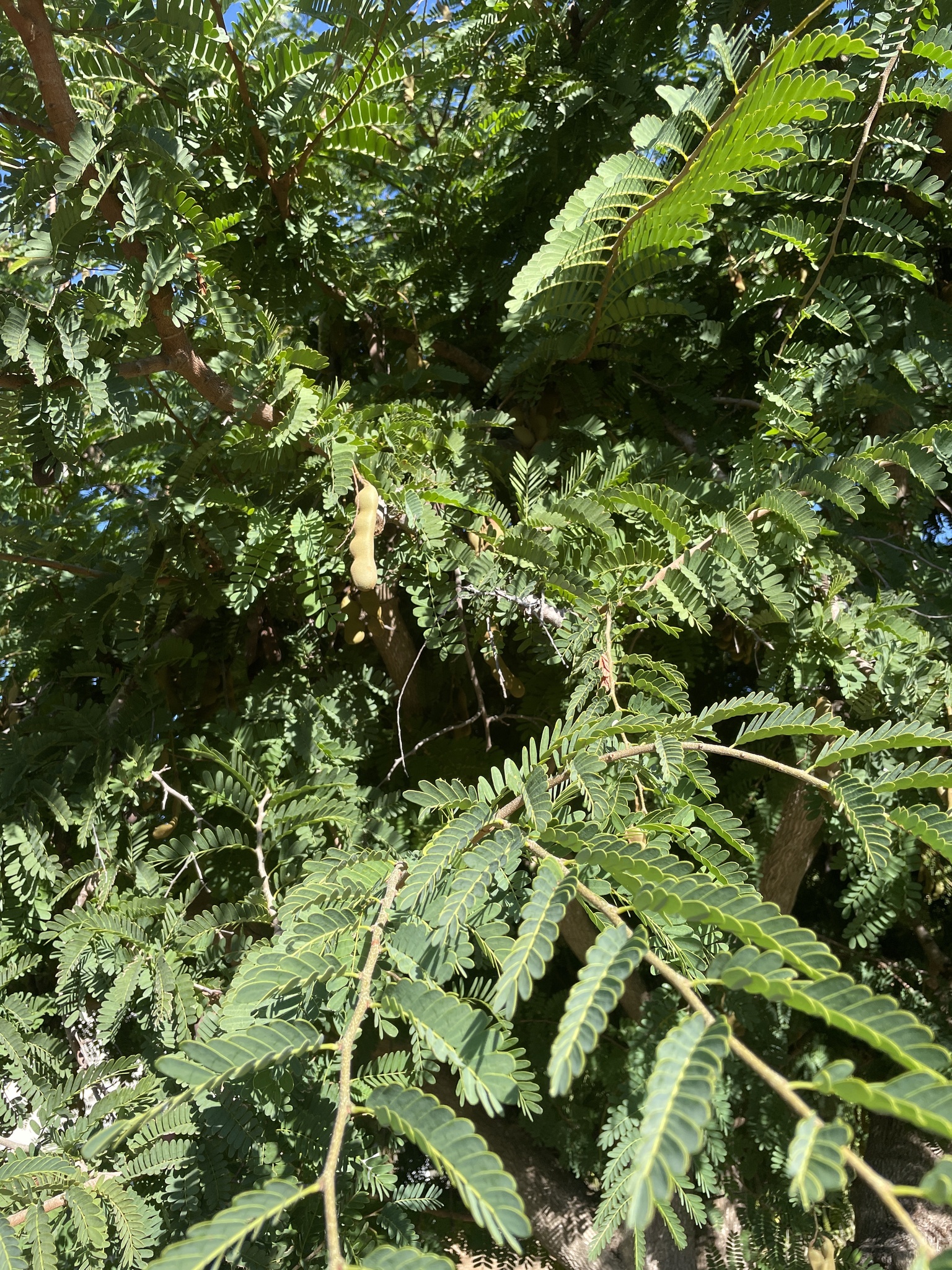 Tamarindus indica L.