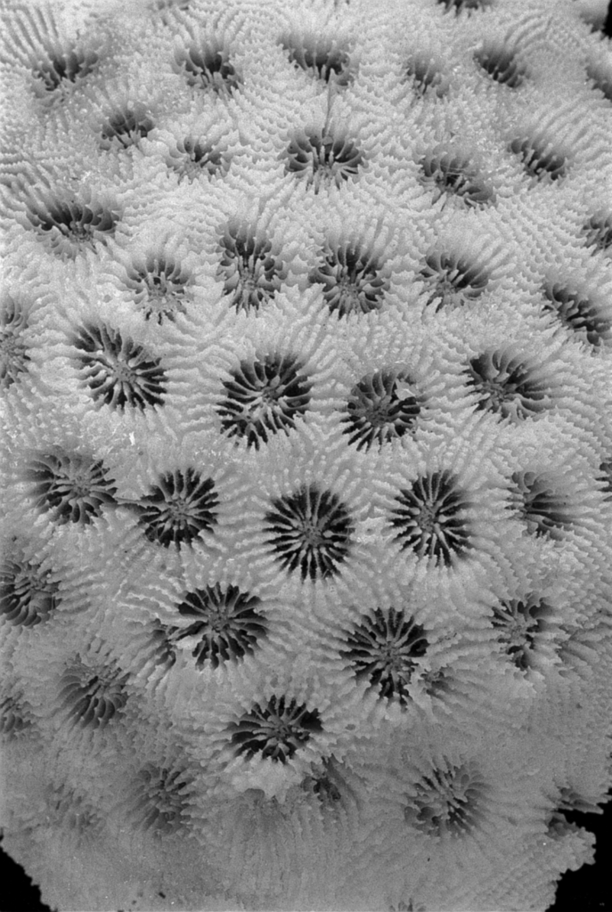 Acanthastrea in January 2000 by tomas_cedhagen. These corals were ...