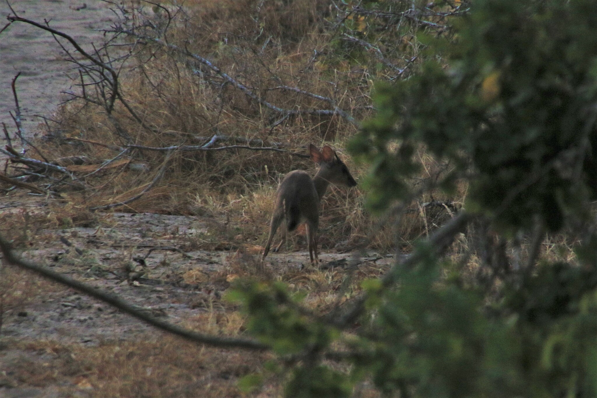 Neotragus moschatus (Von Dueben, 1846)