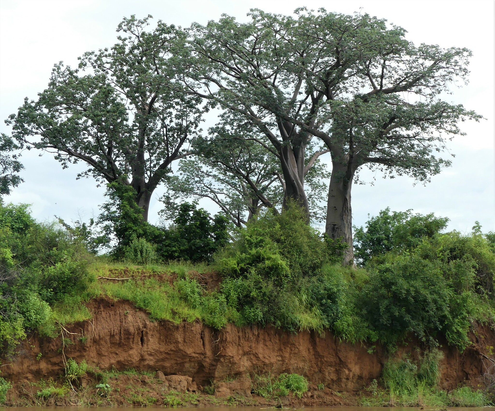 Adansonia digitata L.