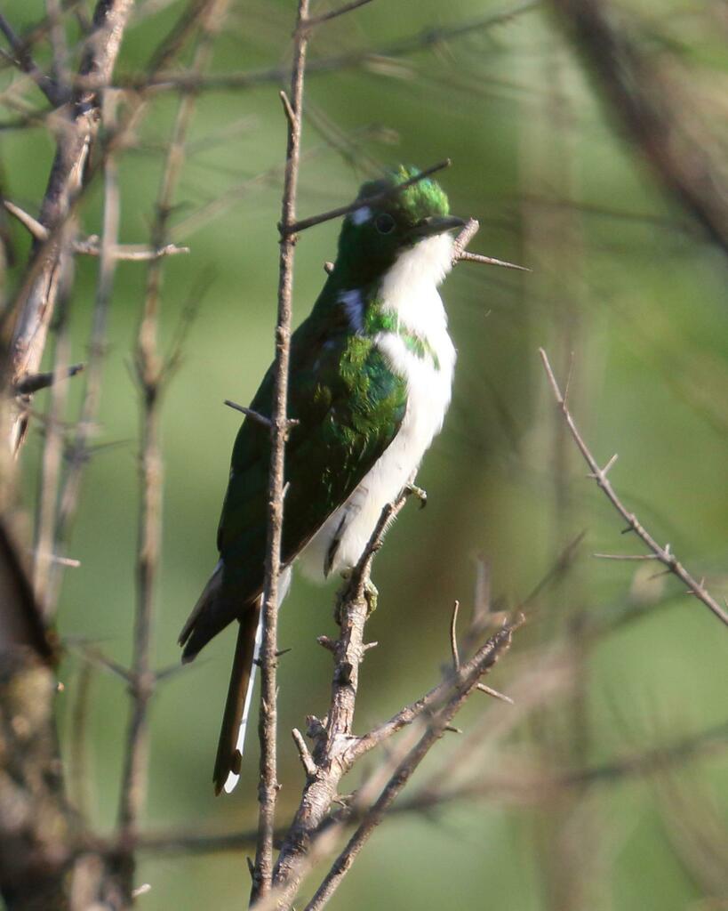 Klaas's Cuckoo from Garlington Estate, Hilton, 3201, South Africa on ...