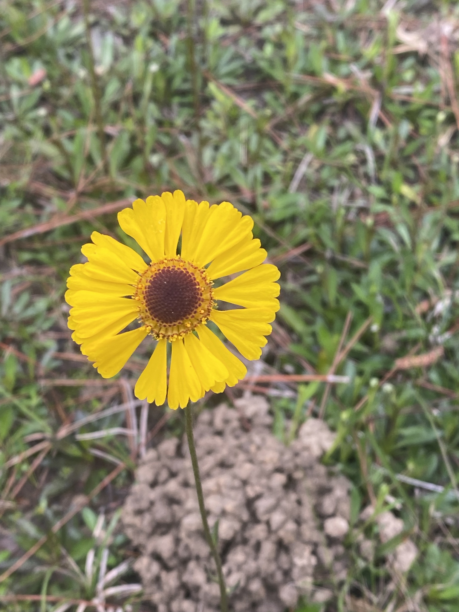 Helenium brevifolium (Nutt.) Wood