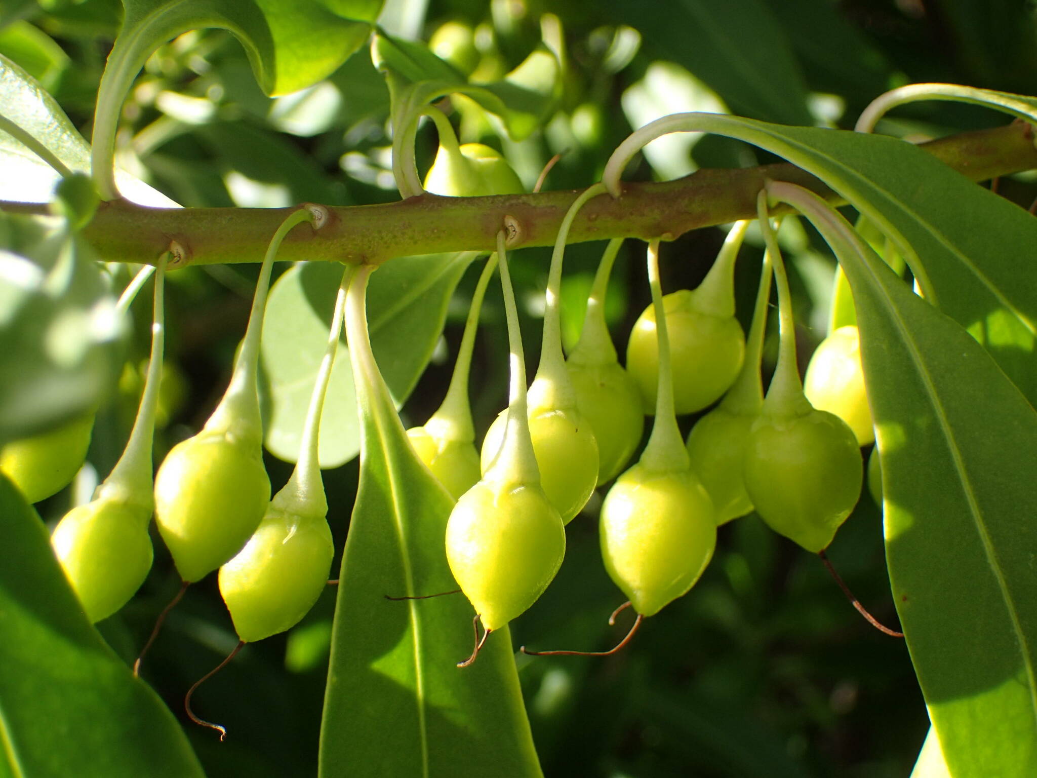 Bontia daphnoides L.