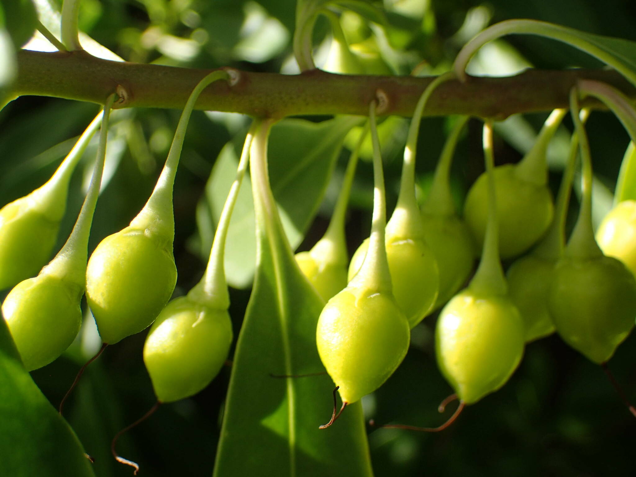 Bontia daphnoides L.