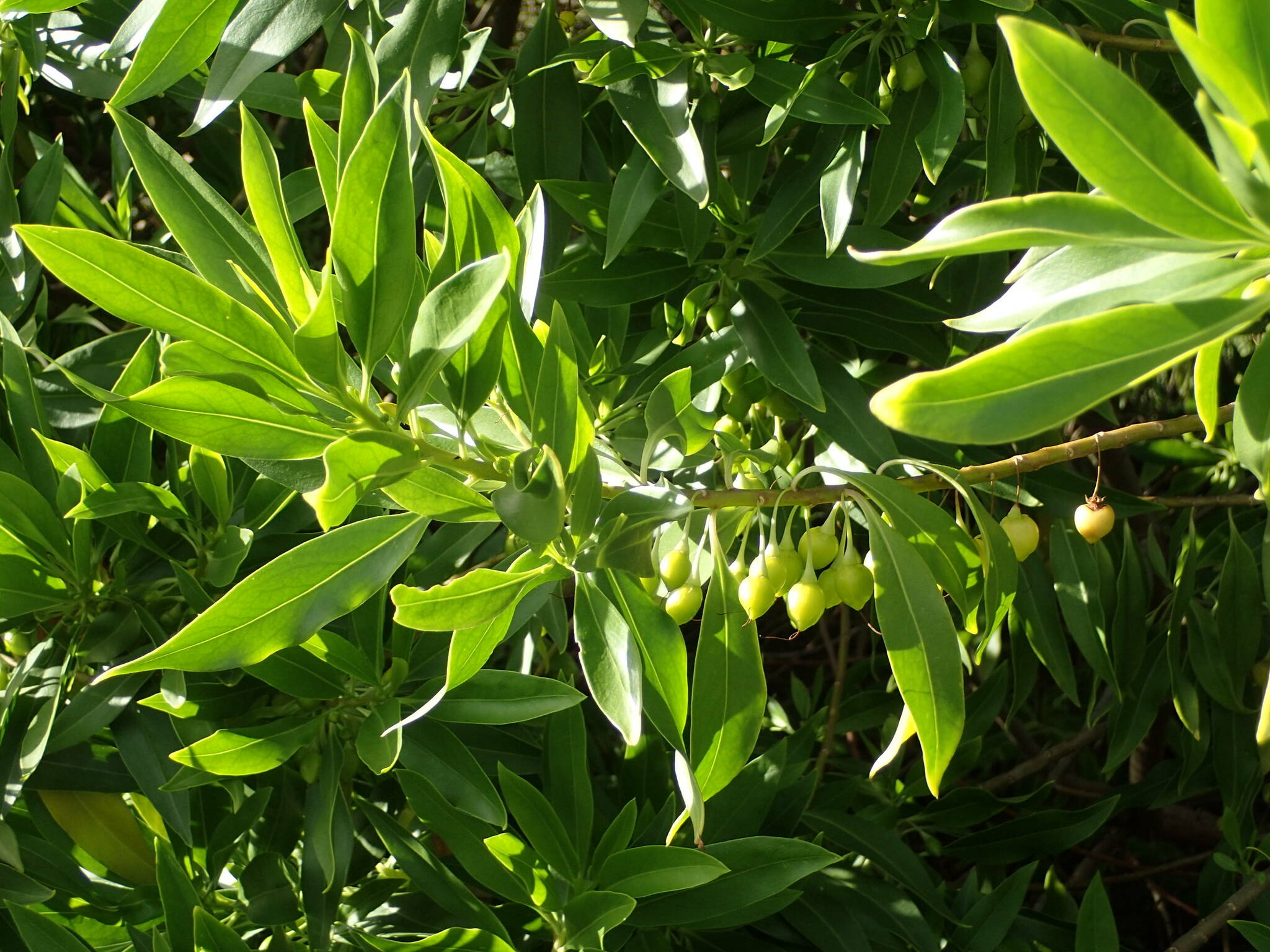 Bontia daphnoides L.
