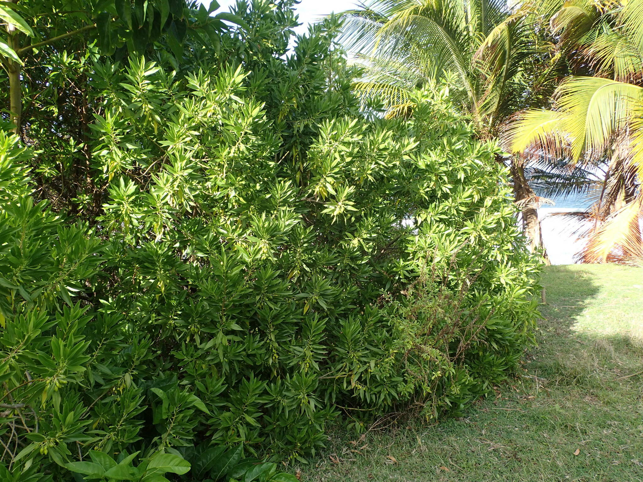 Bontia daphnoides L.