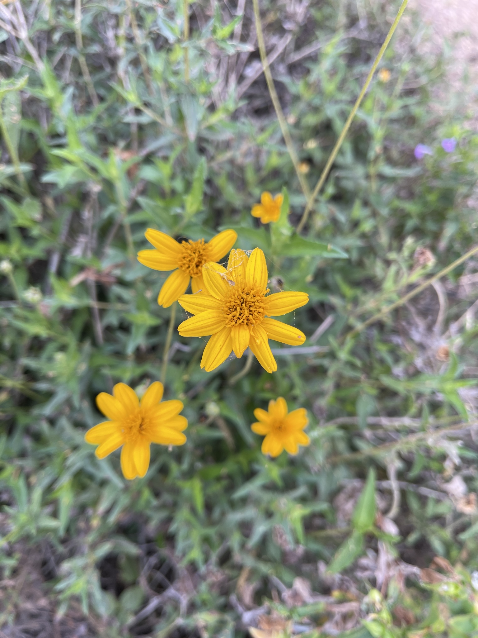 Wedelia acapulcensis var. hispida (Kunth) Strother