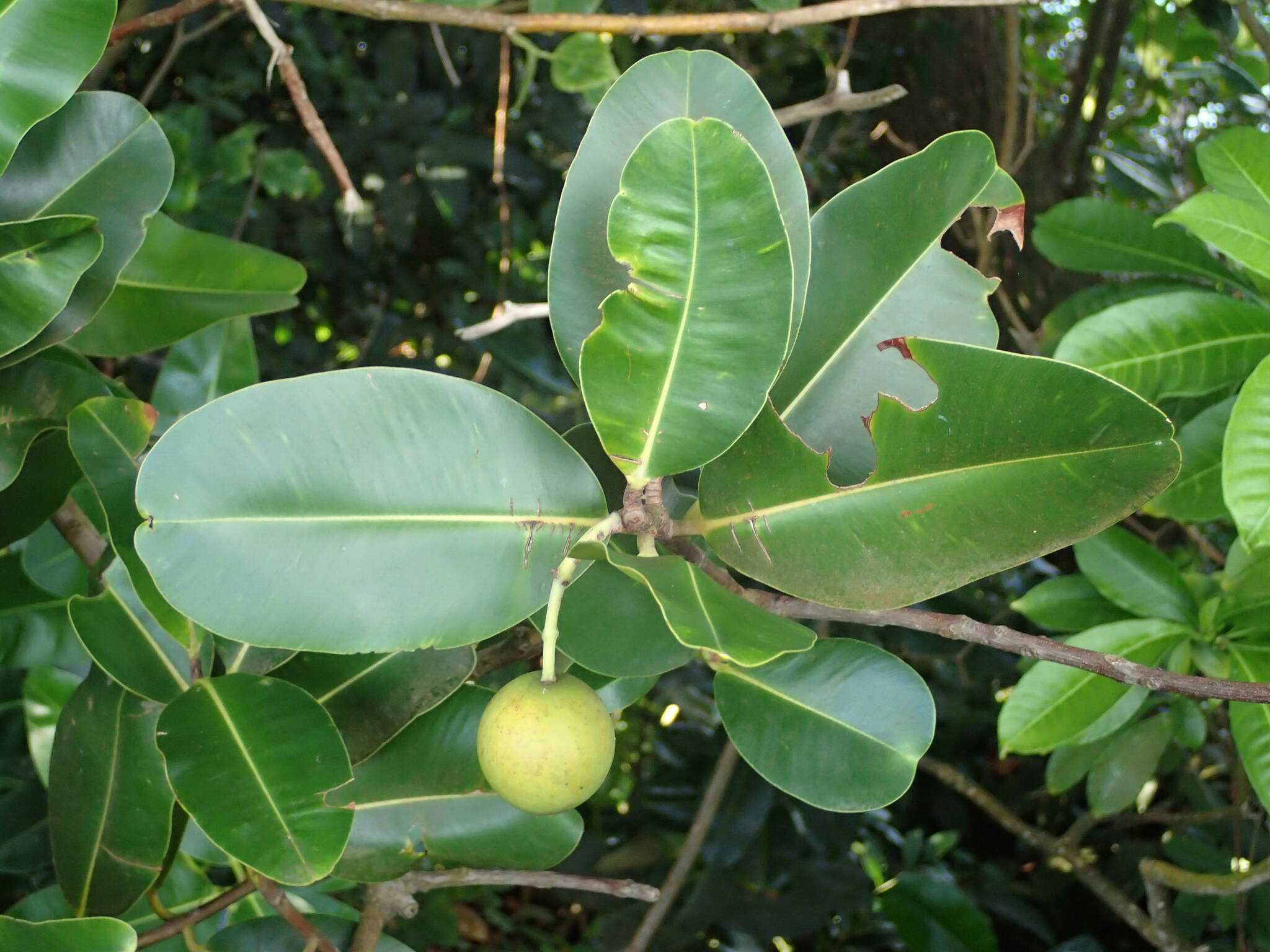 Calophyllum inophyllum L.