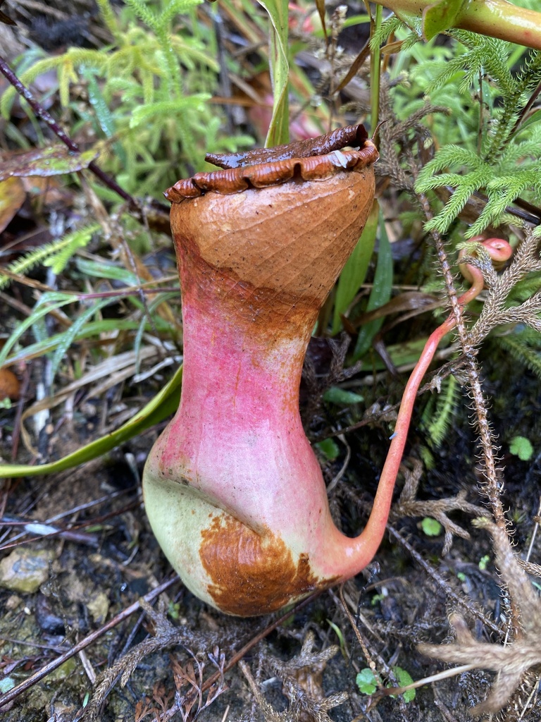 Nepenthes ventricosa in February 2023 by Richard Fuller. Pitchers ...