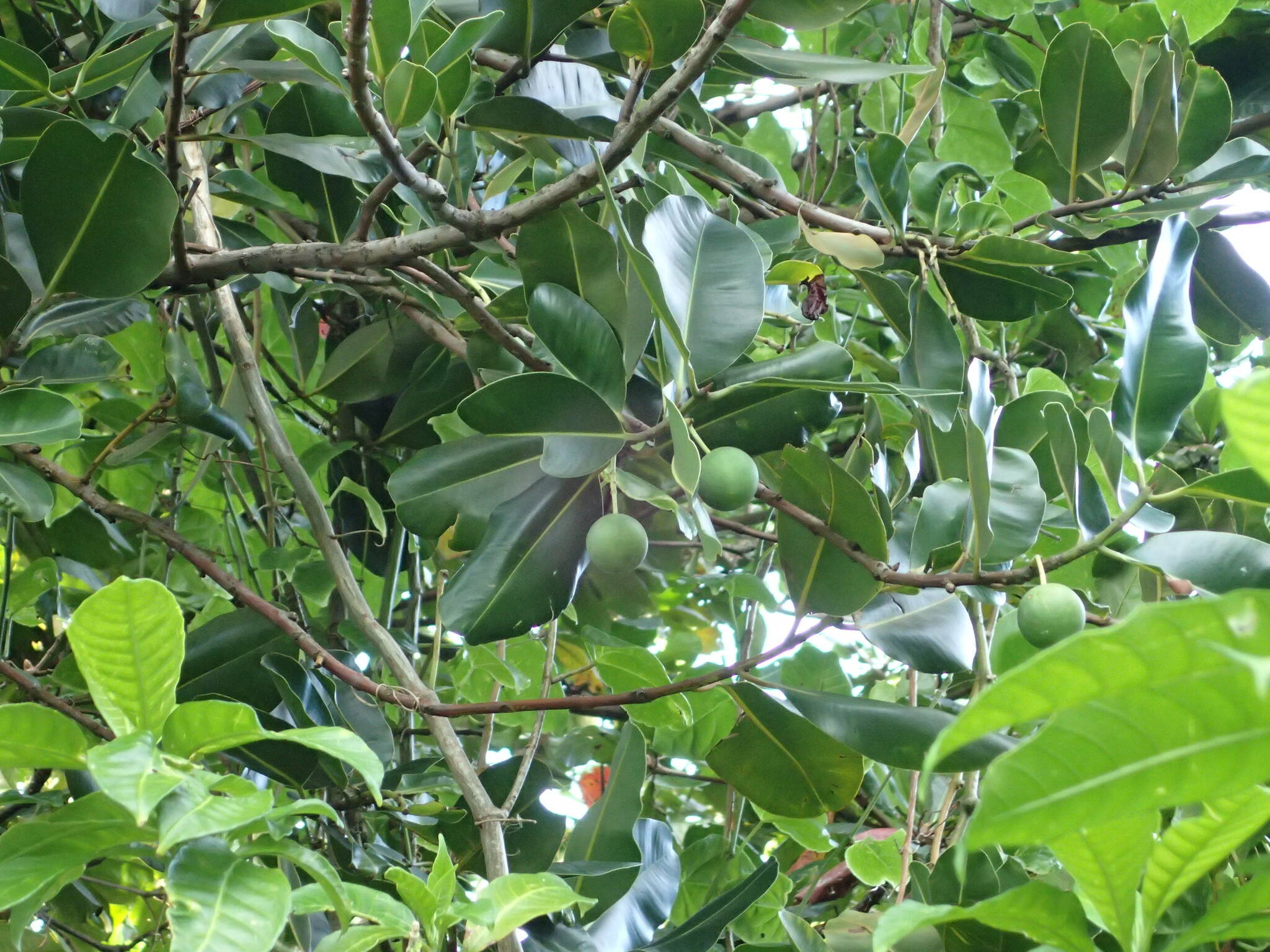 Calophyllum inophyllum L.