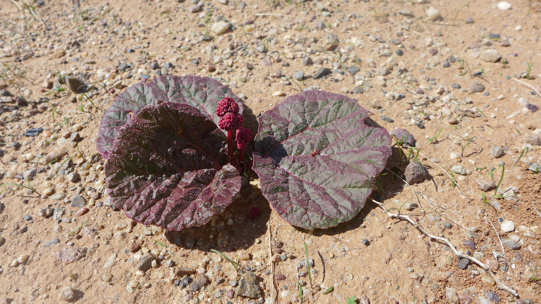 Rheum nanum Siev. ex Pall.