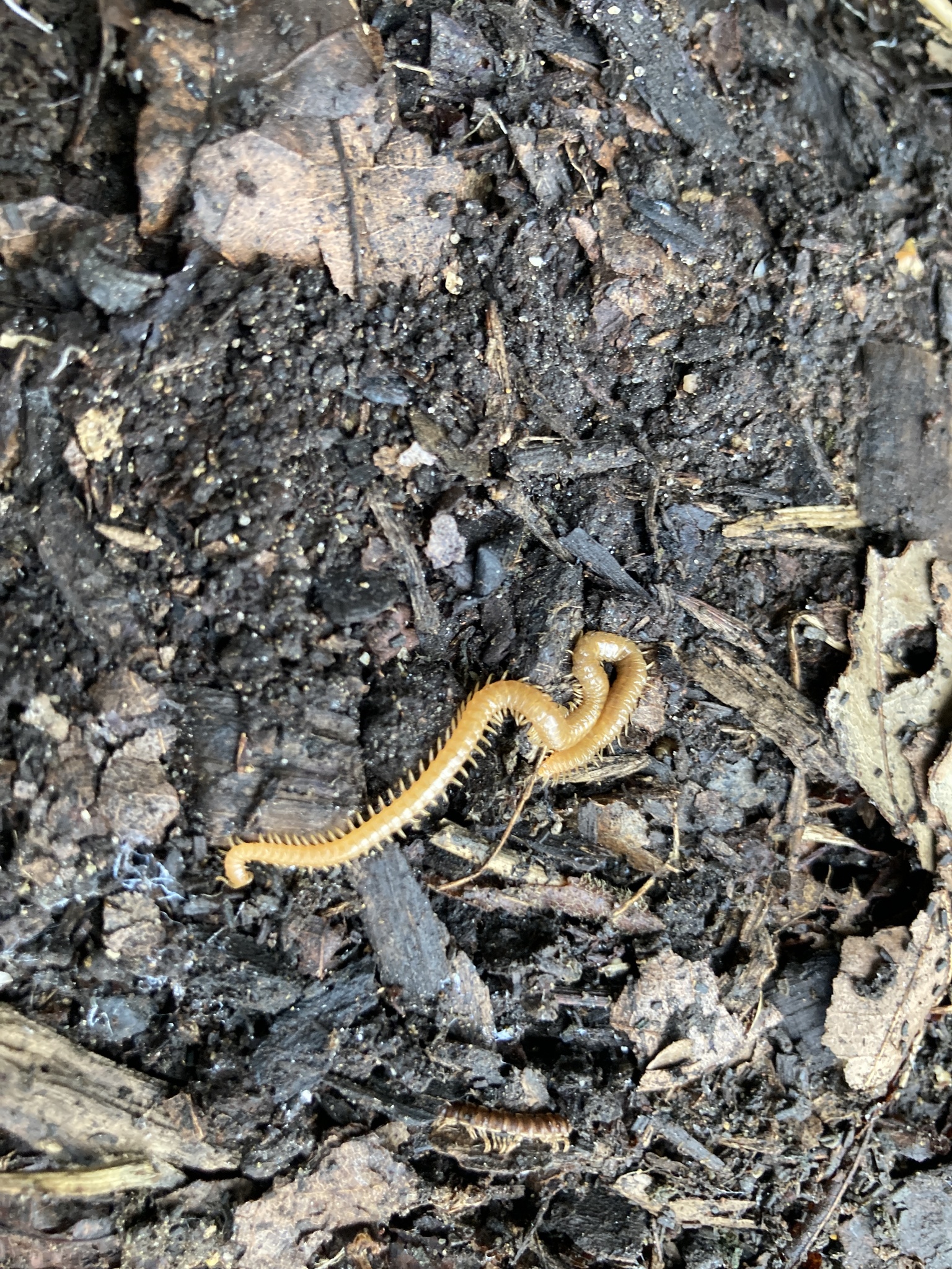 Himantariidae
