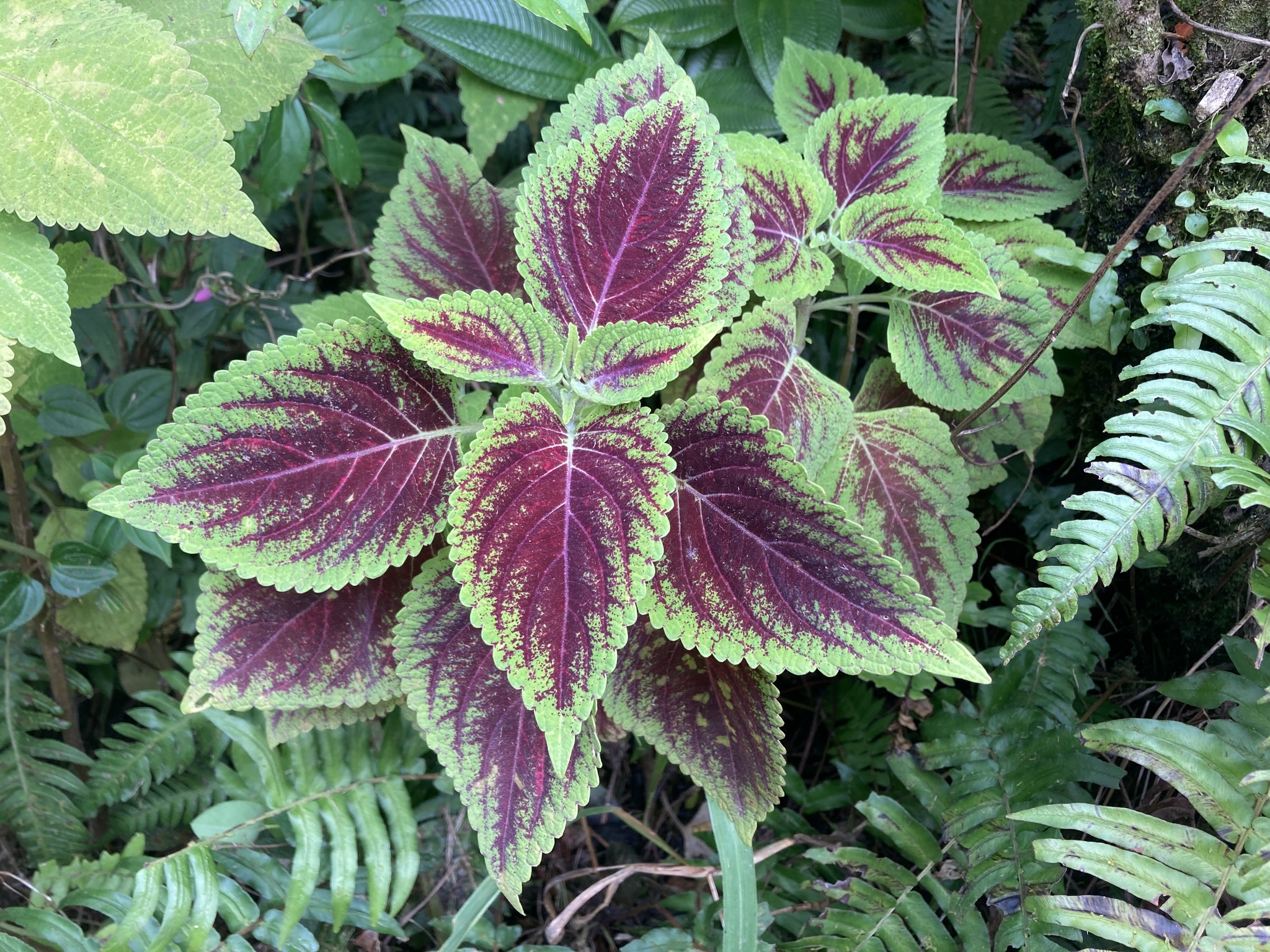 Coleus scutellarioides (L.) Benth.