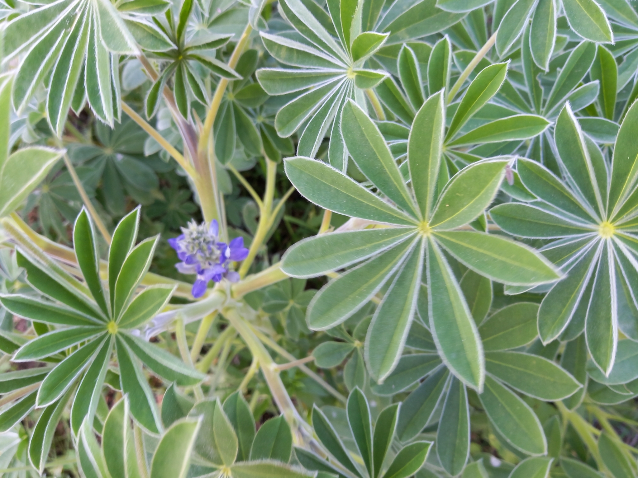 Lupinus cosentinii Guss.