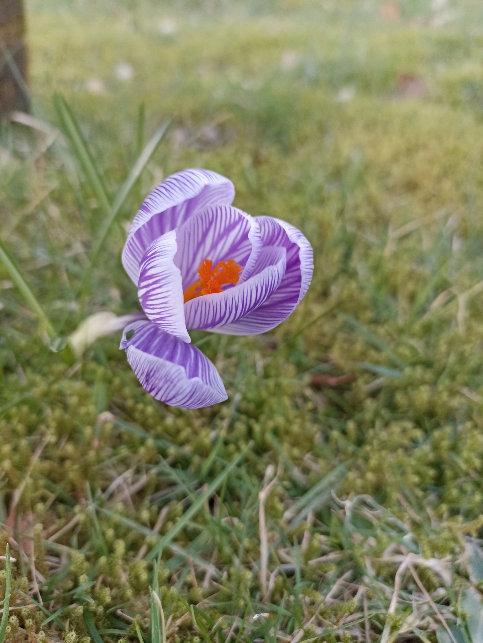 Crocus neapolitanus (Ker Gawl.) Loisel.