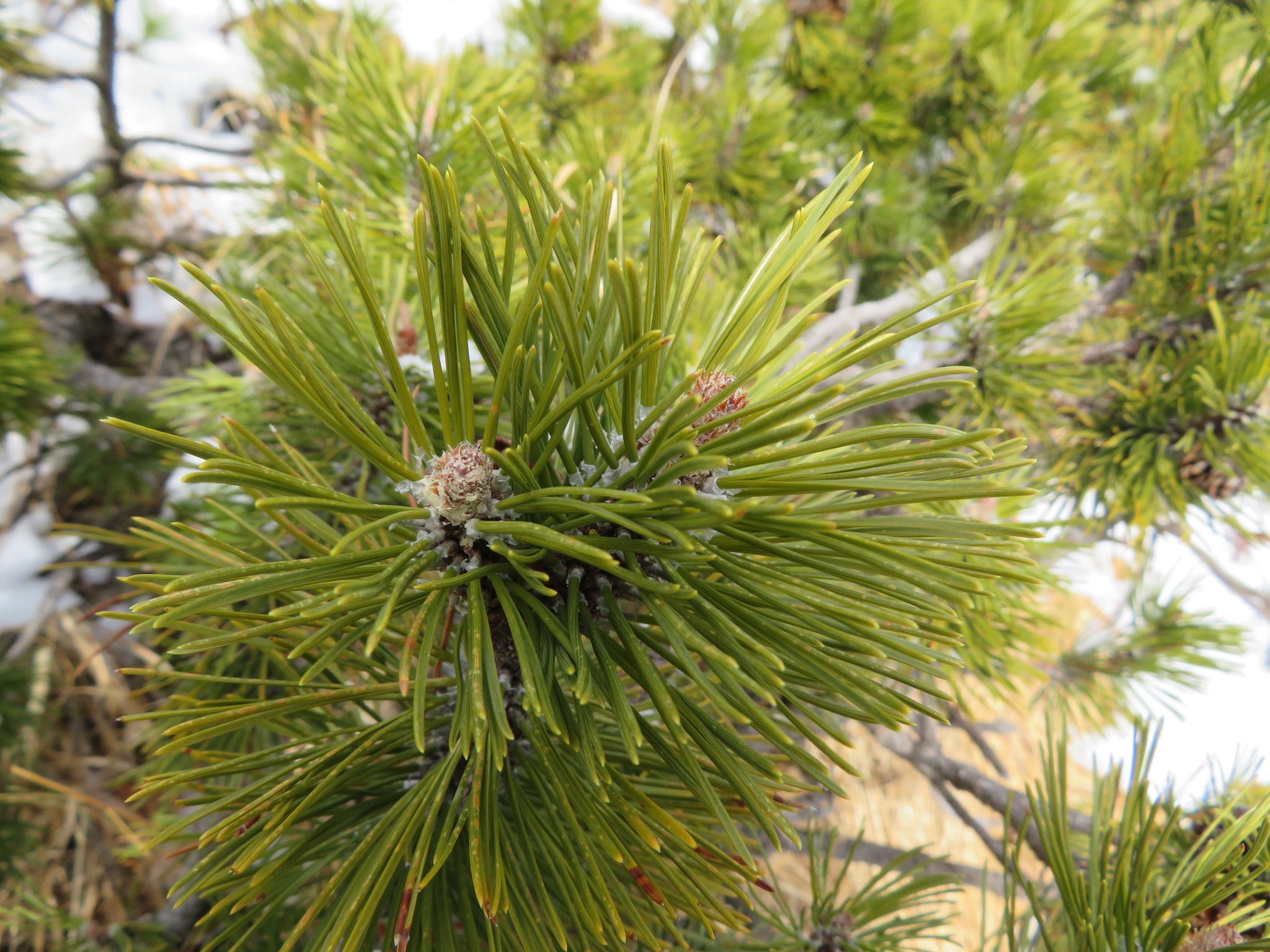 Pinus mugo Turra