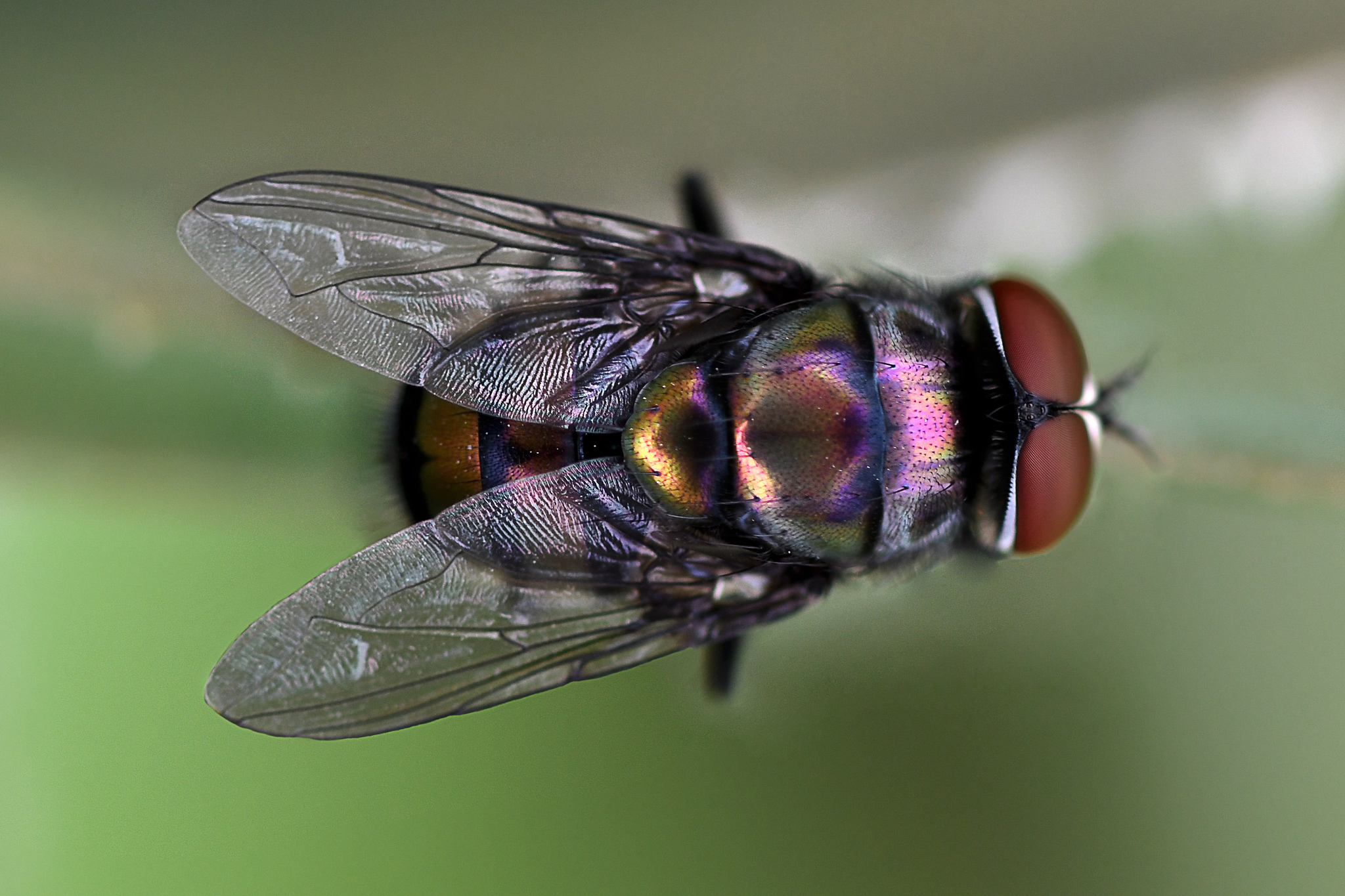 Chrysomya putoria (Wiedemann, 1830)