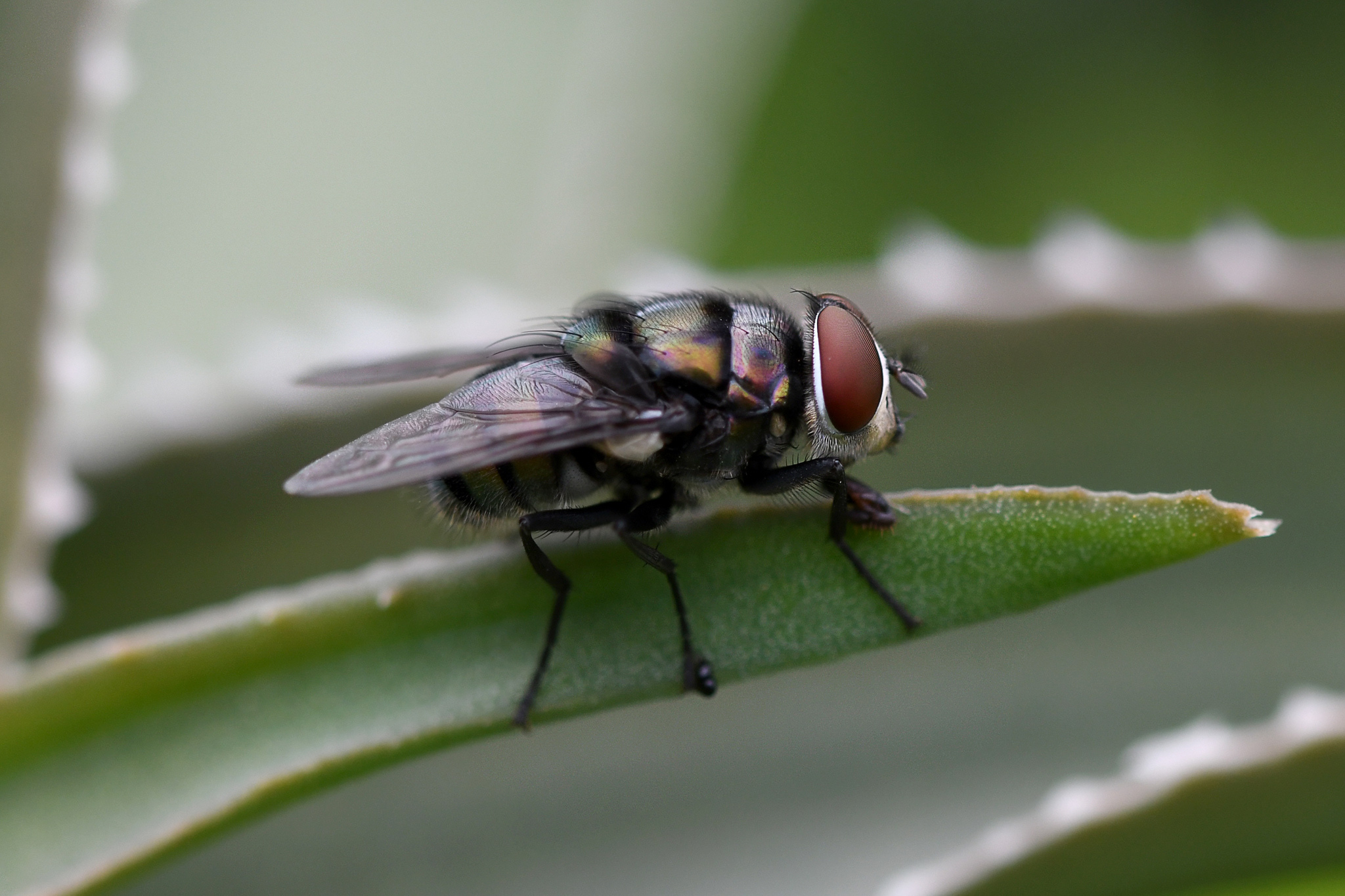Chrysomya putoria (Wiedemann, 1830)