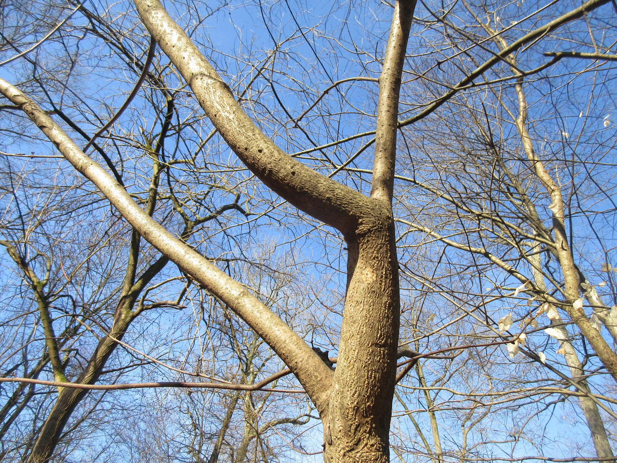 Phellodendron amurense Rupr.