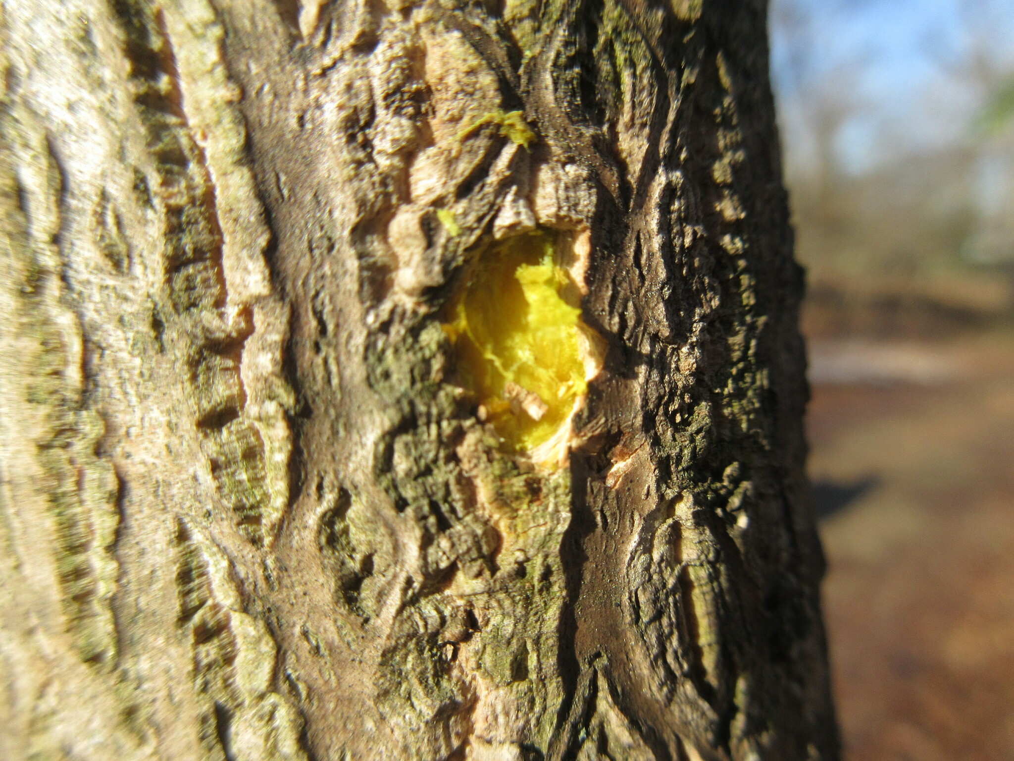 Phellodendron amurense Rupr.