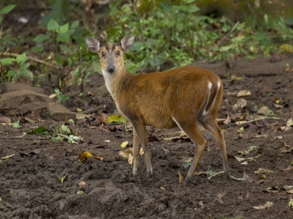 Southern Red Muntjac (Muntiacus muntjak) - Know Your Mammals