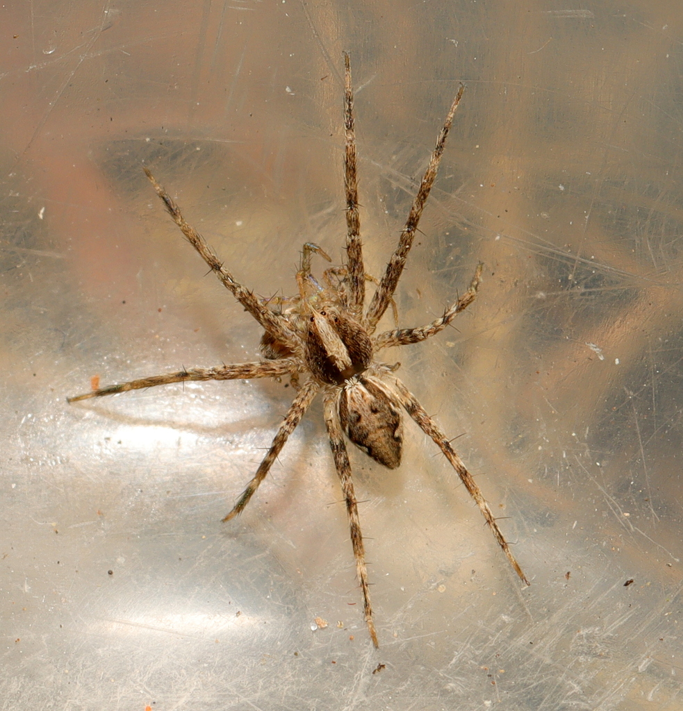 Nursery Web Spiders from Mooikloof, Pretoria, 0059, South Africa on ...