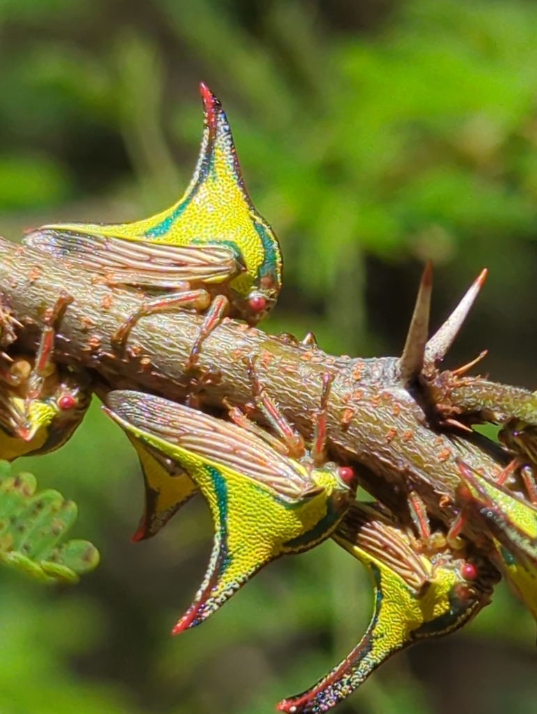 Thorn Treehopper from Oakland, FL, USA on March 1, 2023 at 12:27 PM by ...
