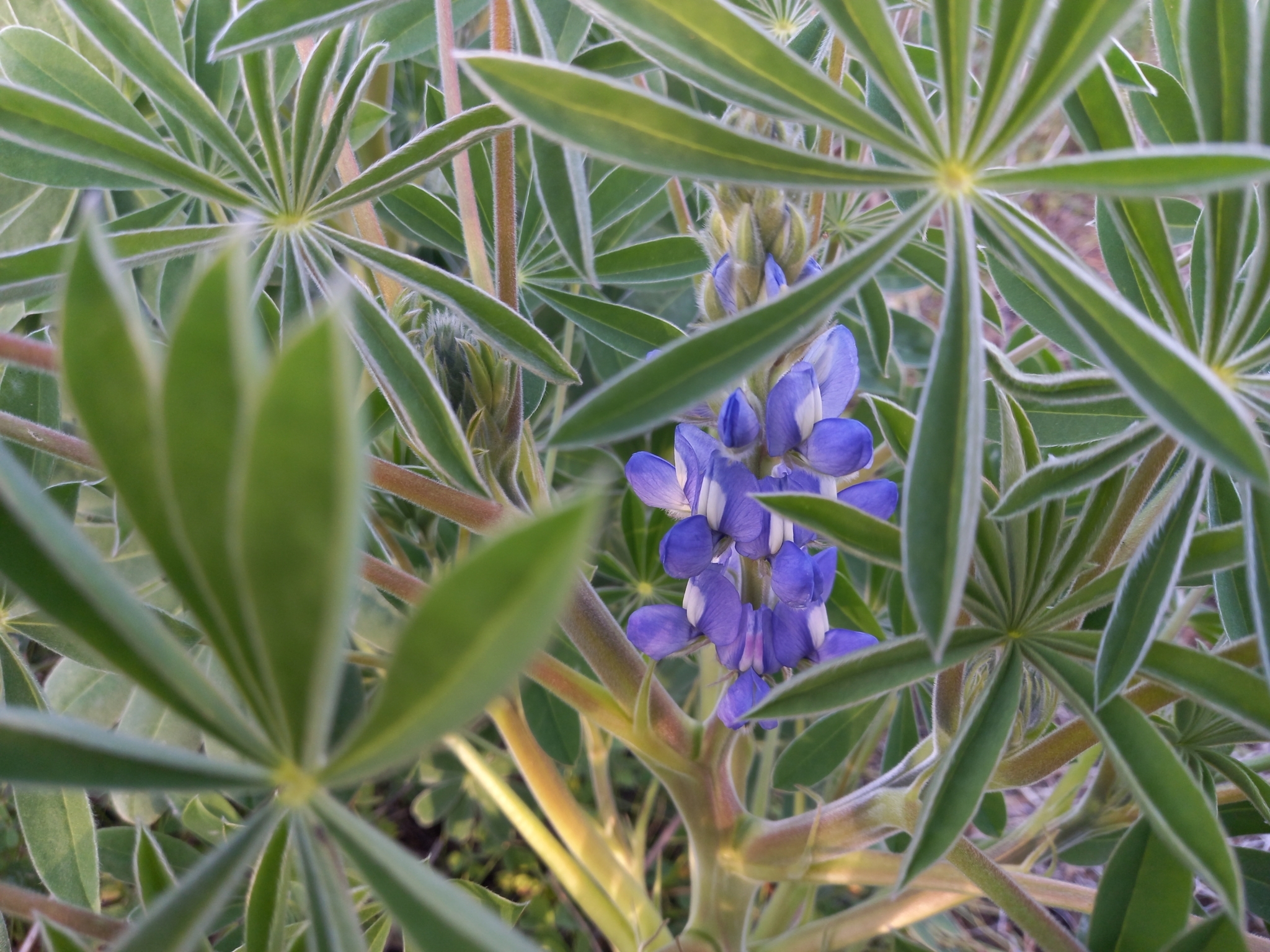 Lupinus cosentinii Guss.