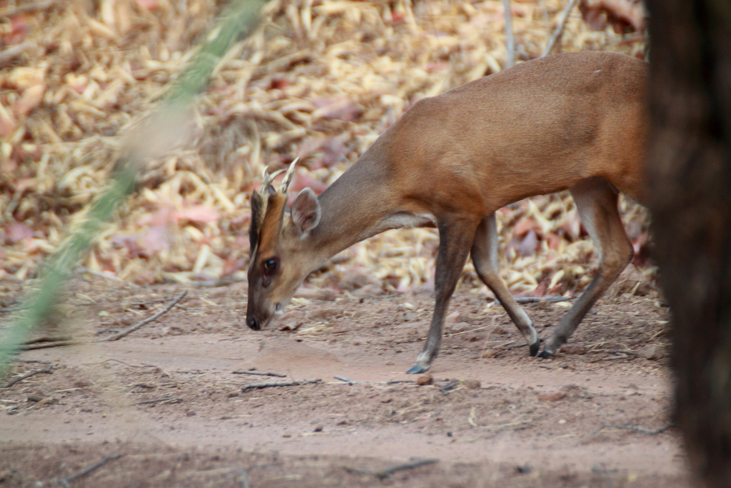 Southern Red Muntjac (Muntiacus muntjak) - Know Your Mammals