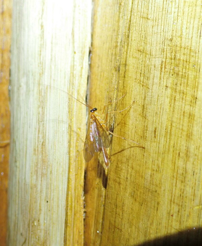 Netelia from Kanungu, Uganda on February 14, 2023 at 09:45 PM by ...