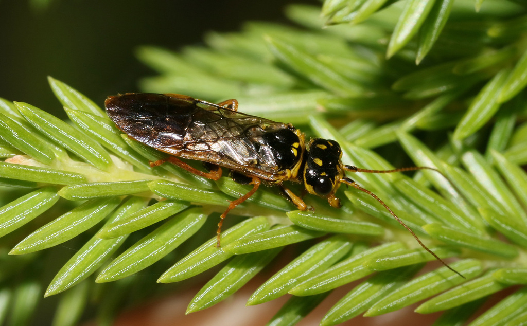 Keeled Pine Spinner from Пустошкинский р-н, Псковская обл., Россия on ...