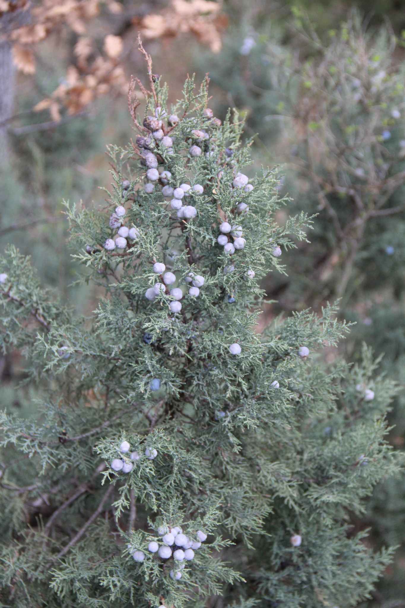 Juniperus excelsa M.-Bieb.