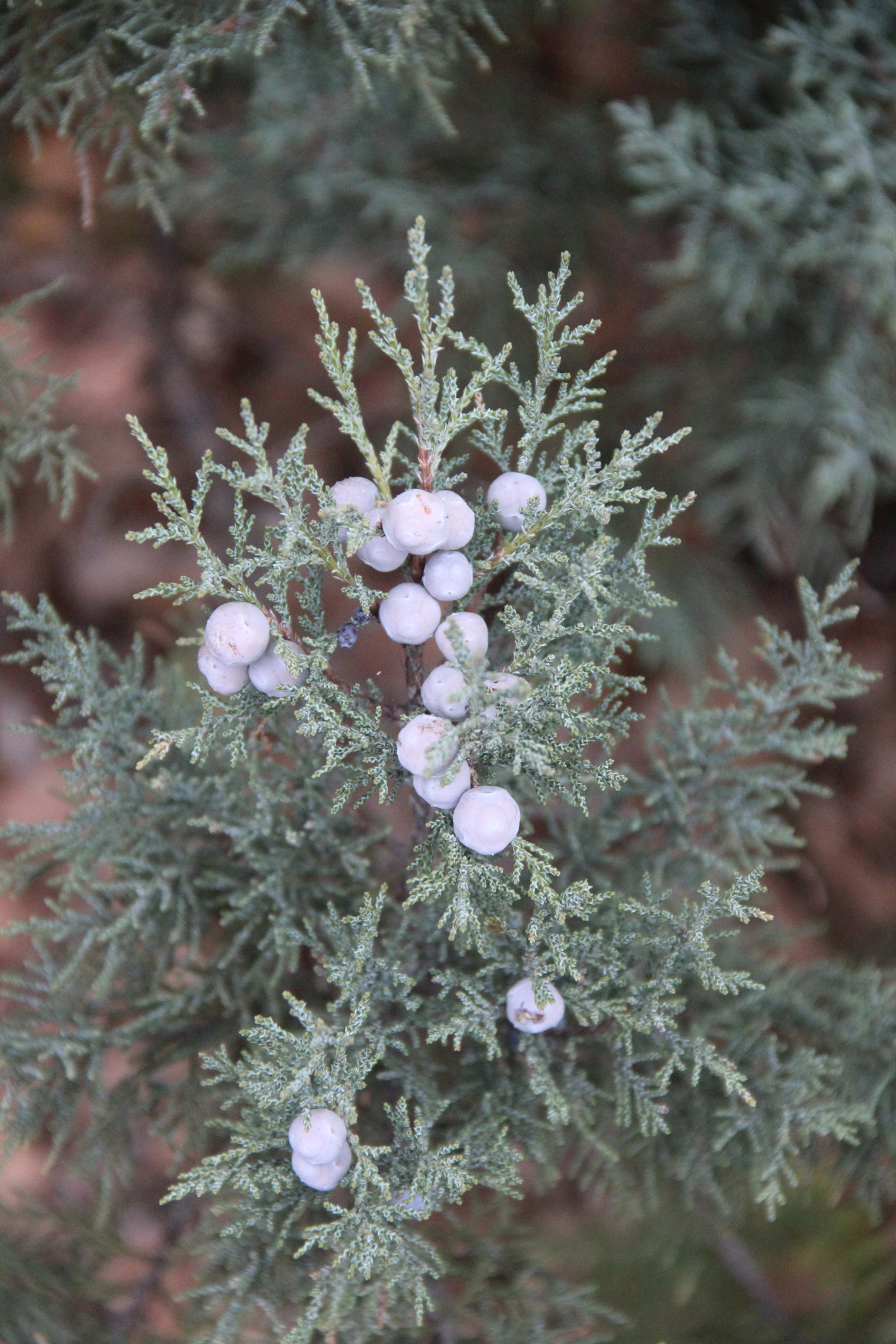 Juniperus excelsa M.-Bieb.