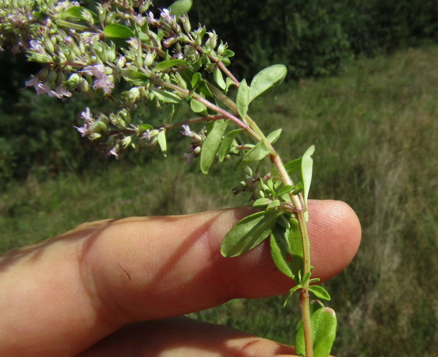 Thymus pulegioides subsp. pulegioides