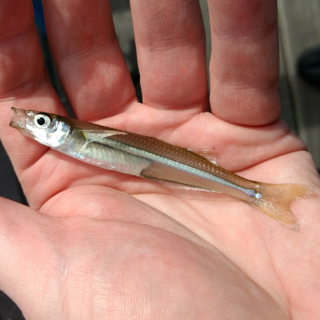 Atlantic Silverside from 333 Ferry Rd, Old Lyme, CT 06371, USA on ...